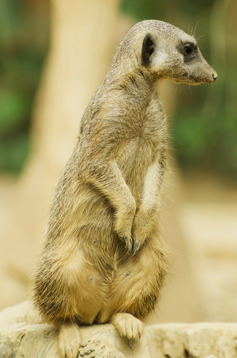 Le suricate - PCI